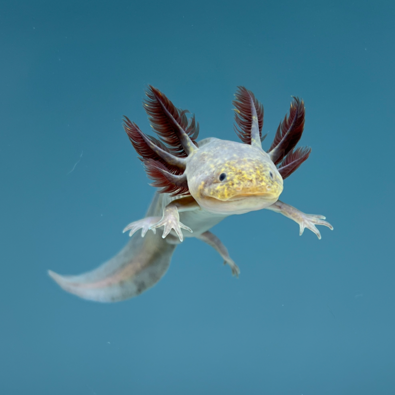 Copper Melanoid Axolotl - Axolotl Planet