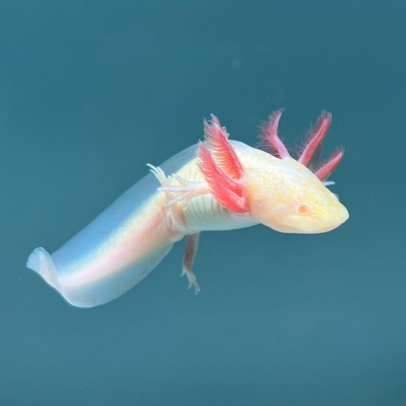 Albino Melanoid Axolotl - Axolotl Planet