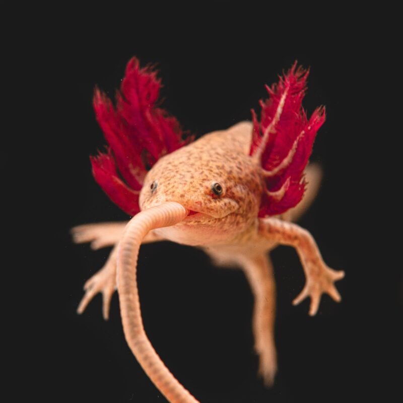 Axolotl for Sale UK | Healthy, Captive-Bred Babies | Axolotl Planet